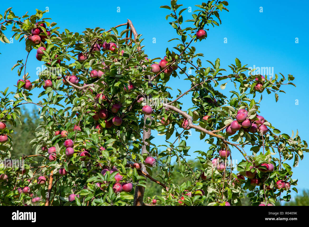 Organic apples close up in a tree in an apple orchard Stock Photo - Alamy