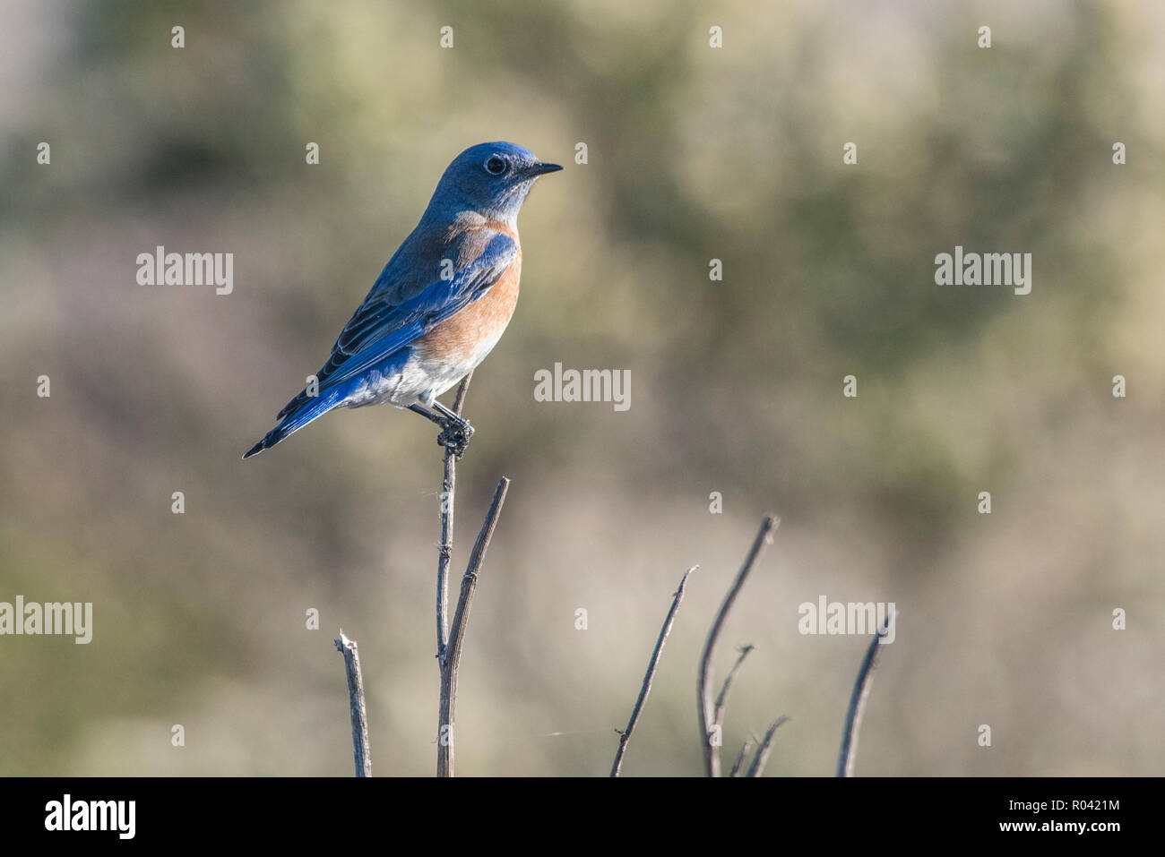 A Western bluebird (Sialia mexicana) photographed in the wild in the ...