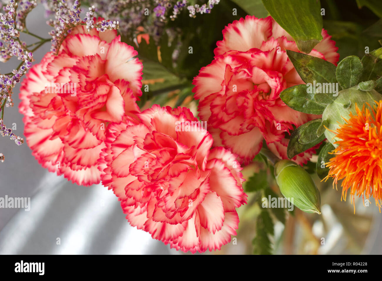 Macro view of beautiful pink and white carnation flowers in an indoor ...