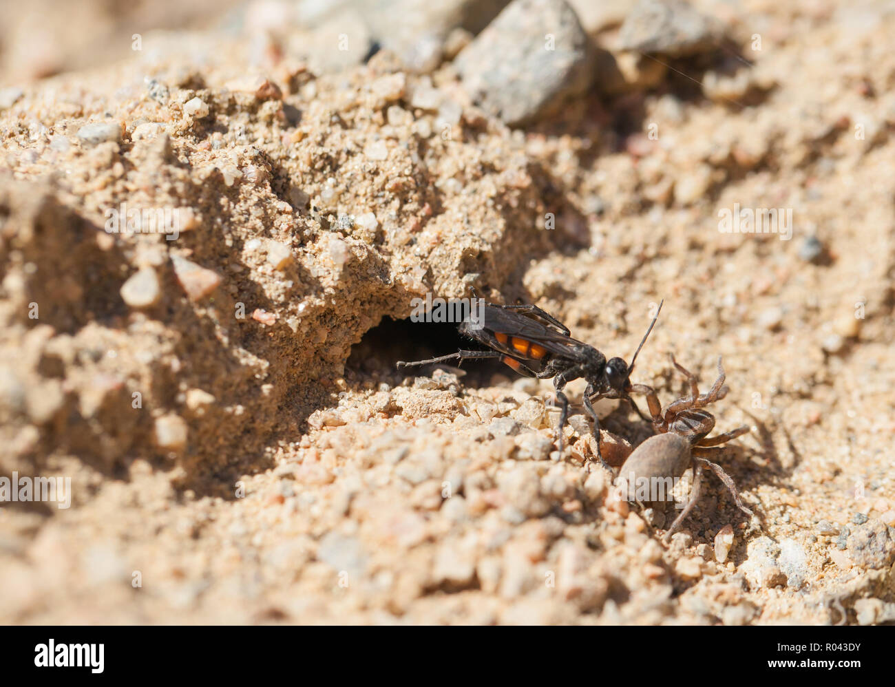 Black banded spider wasp Stock Photo - Alamy