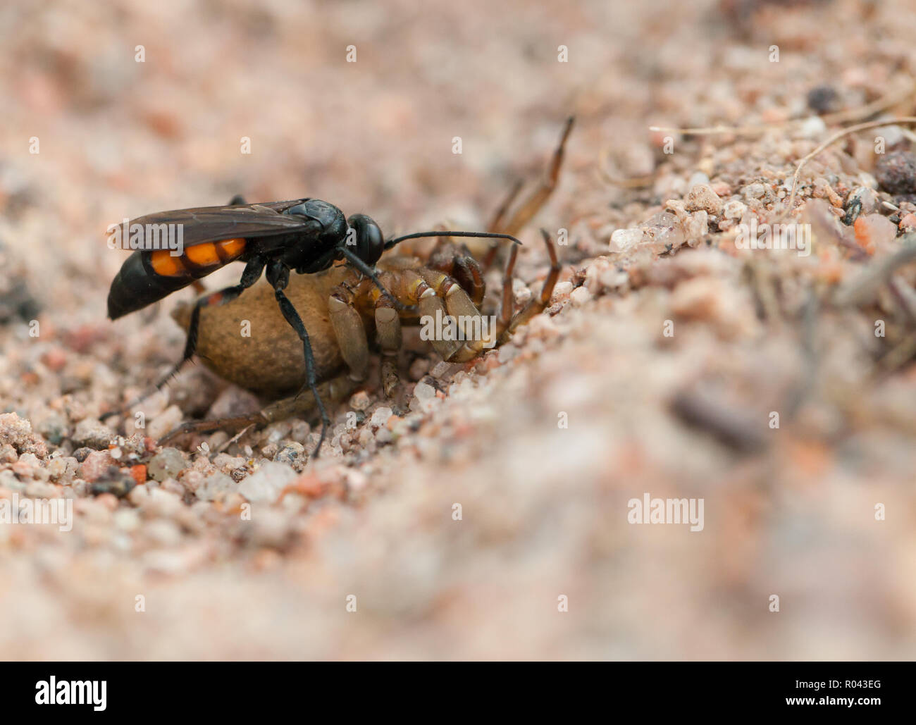 Black banded hi-res stock photography and images - Alamy