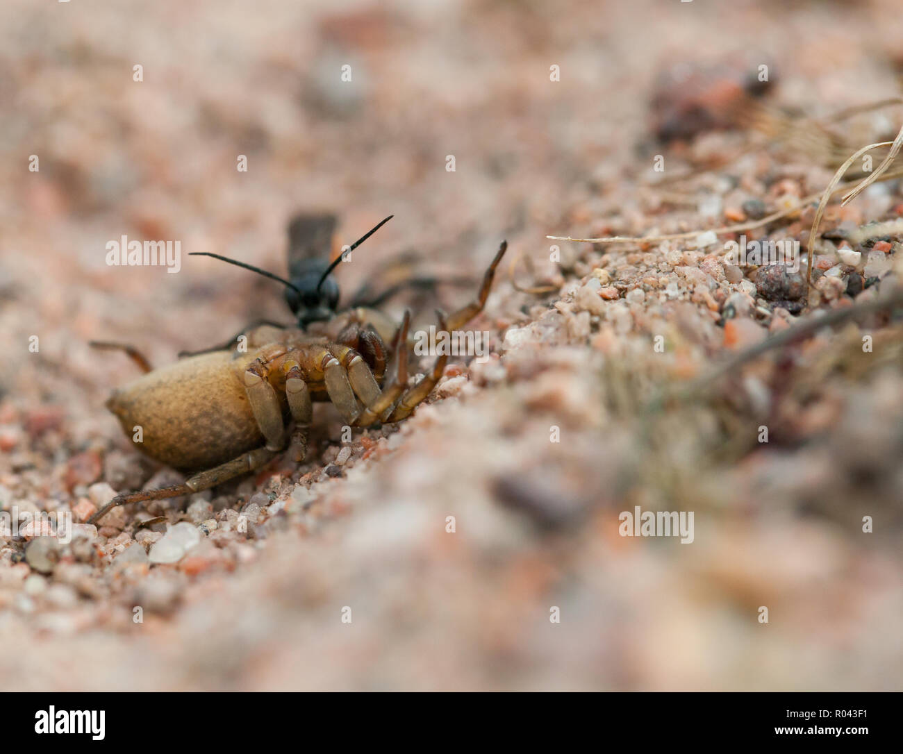 Black banded spider wasp Stock Photo - Alamy