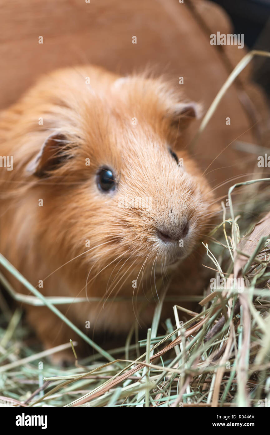 Pet guinea pig chew hi-res stock photography and images - Alamy