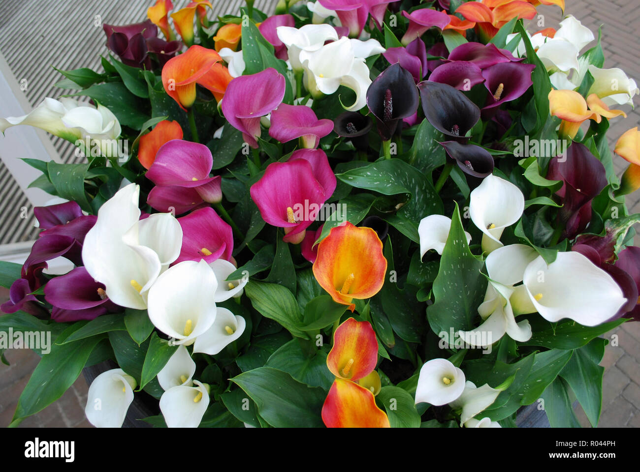 Purple calla lily hi-res stock photography and images - Alamy