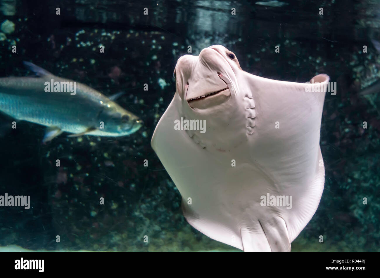 Skate Fish High Resolution Stock Photography and Images - Alamy