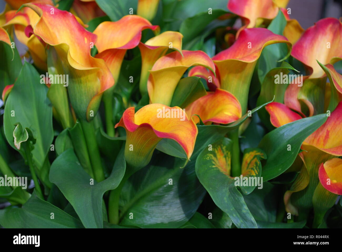 Netherlands calla hi-res stock photography and images - Alamy