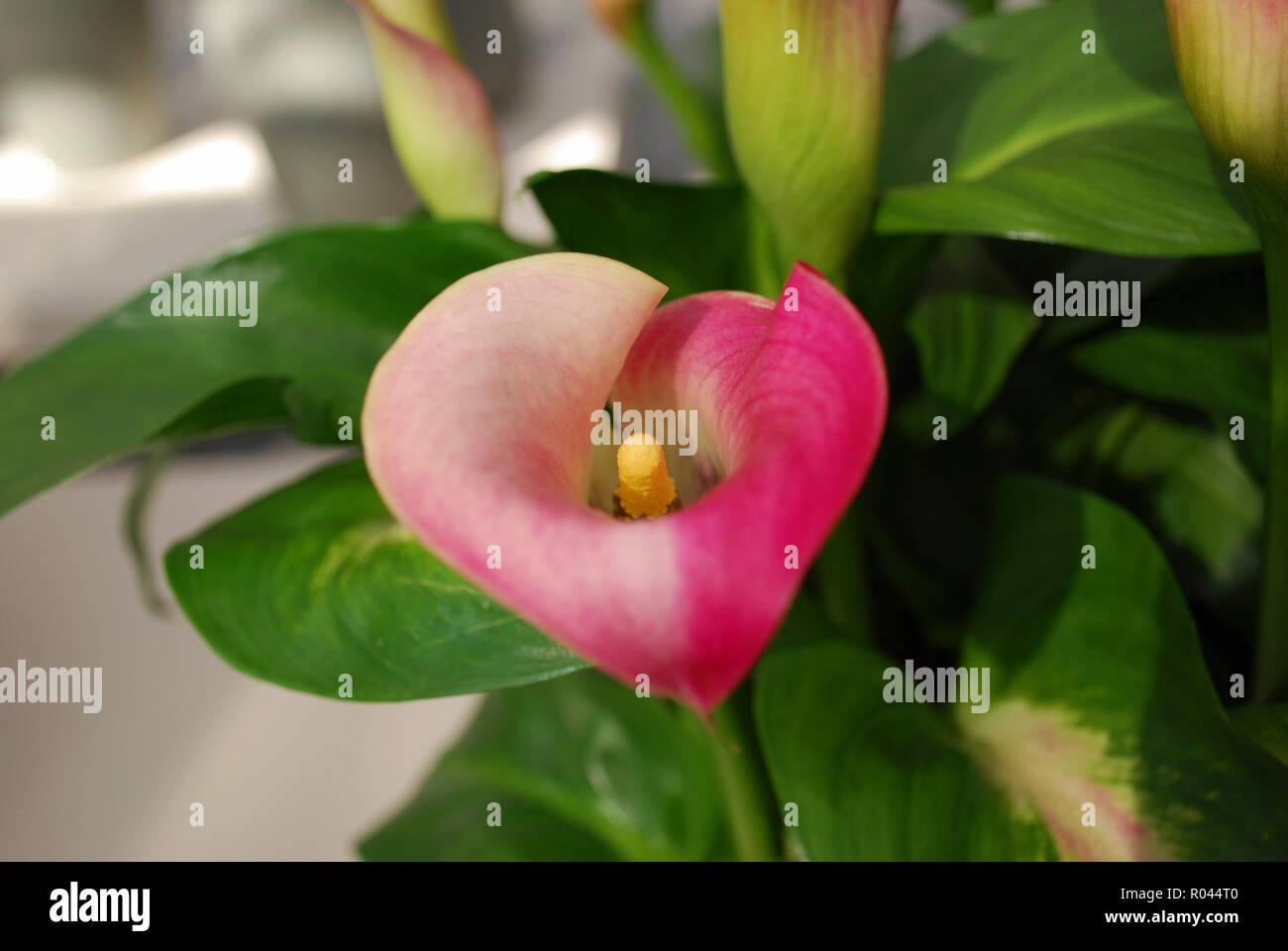 Calla Pink Puppy in the flowerbed. Spring time in Netherlands Stock ...