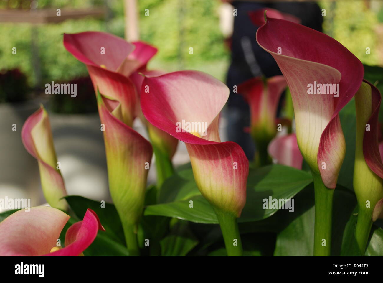 Pink calla lily hi-res stock photography and images - Alamy