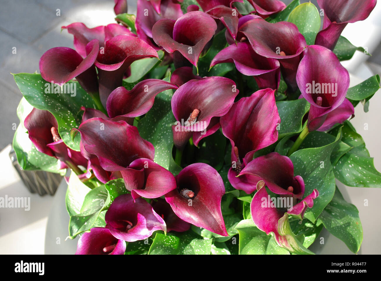Red calla lily hi-res stock photography and images - Alamy