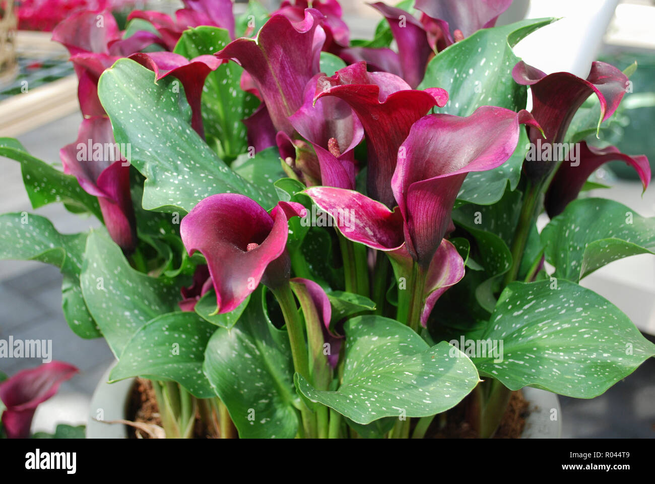 Red calla lily hi-res stock photography and images - Alamy