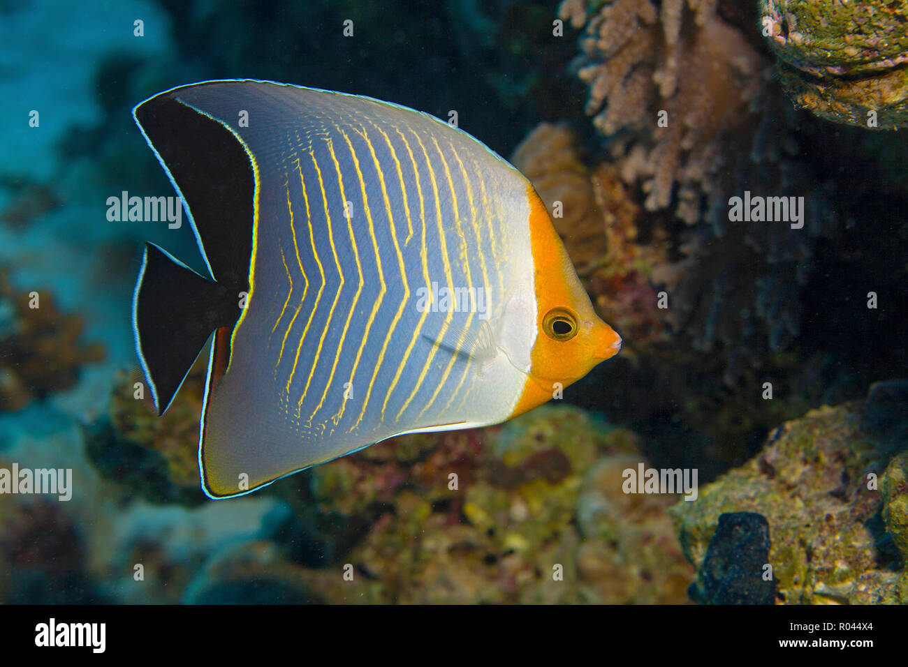 Hurghada fish egypt hi-res stock photography and images - Alamy