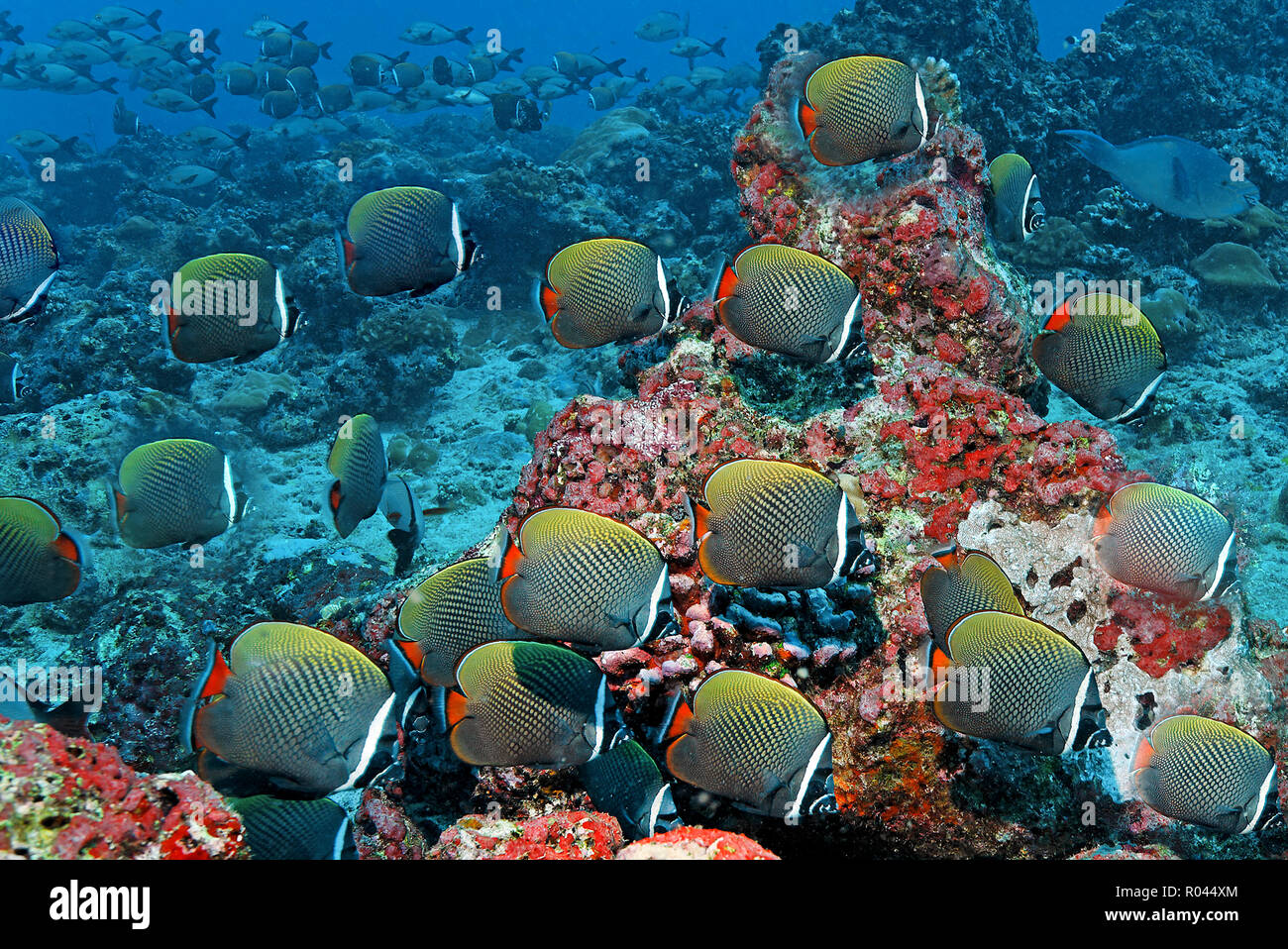 Maldives butterfly fish hi-res stock photography and images - Alamy