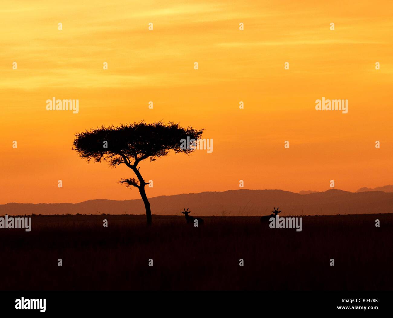 Maasai Mara Sunrise with Lone Tree and Topi Stock Photo - Alamy