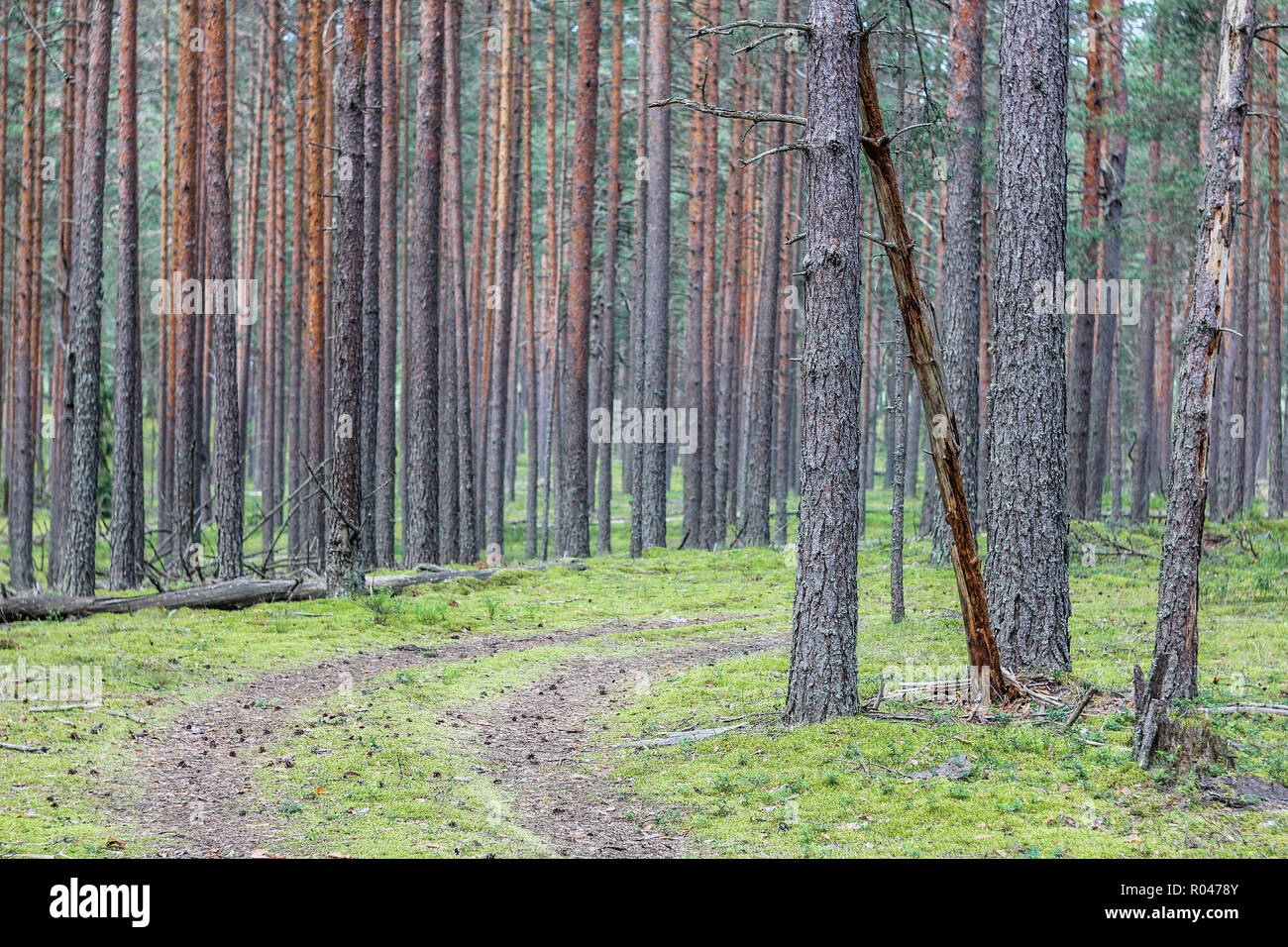 Dark forest background. Morning Summer Forest. Morning light in the ...