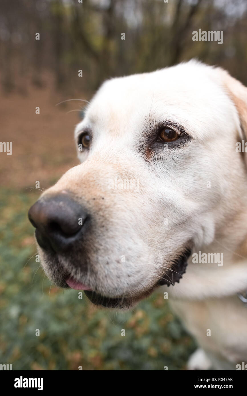 Labrador Close Up Shot High Resolution Stock Photography and Images - Alamy
