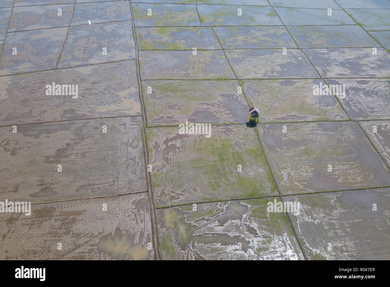 Wooden hut in rice fields hi-res stock photography and images - Alamy
