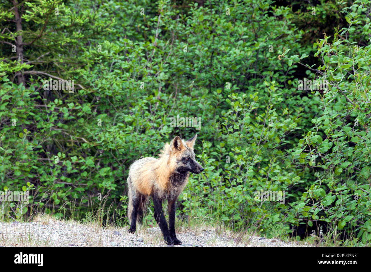 Newfoundland fox hi-res stock photography and images - Alamy