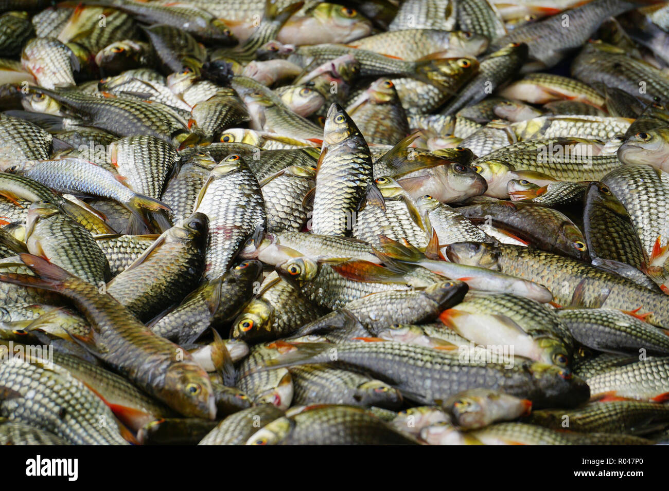 Freshwater activity hi-res stock photography and images - Alamy