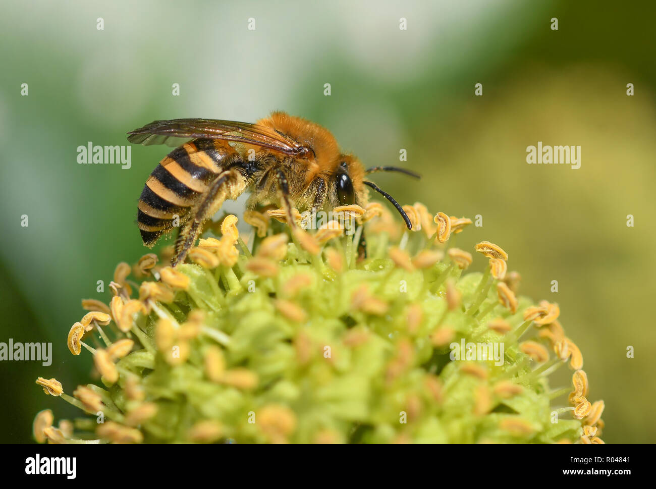 Ivy bee hi-res stock photography and images - Alamy