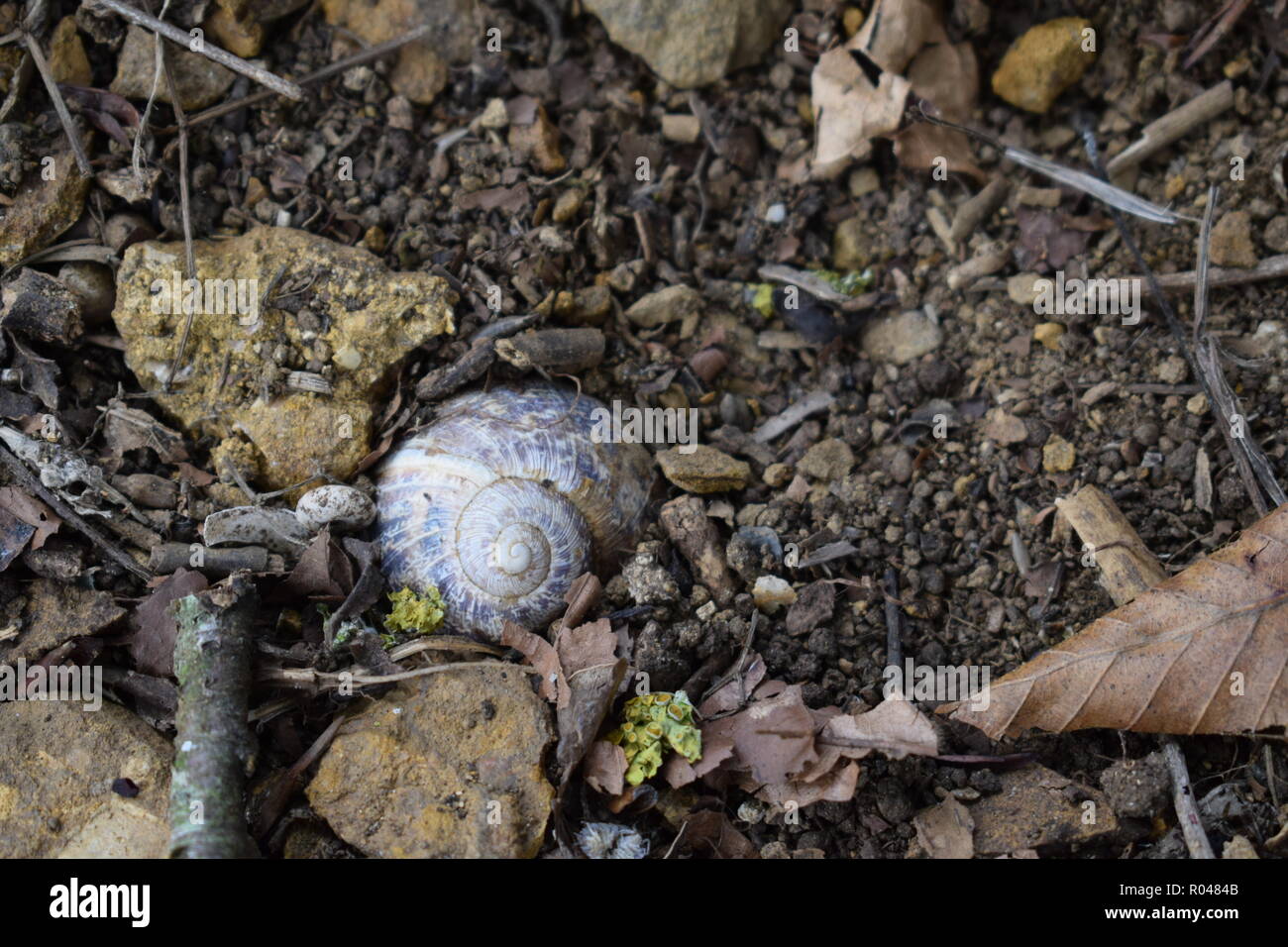 Medieval snail hi-res stock photography and images - Alamy