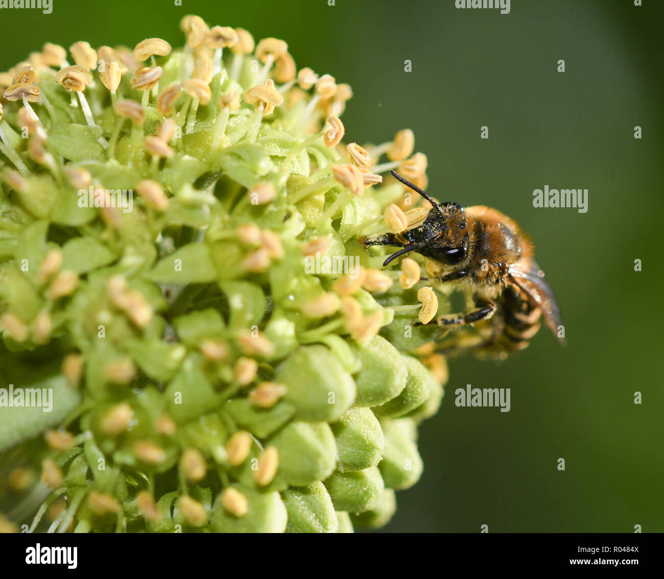 Ivy bee hi-res stock photography and images - Alamy