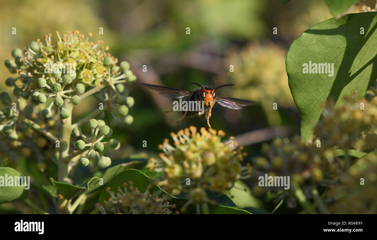 Close-up of Asian wasp in flight among ivy flowers Stock Photo - Alamy