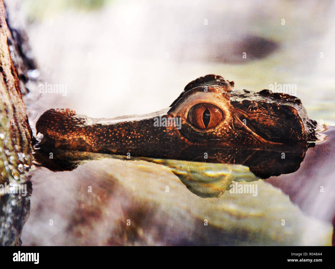 Cuvier's dwarf caiman hi-res stock photography and images - Alamy