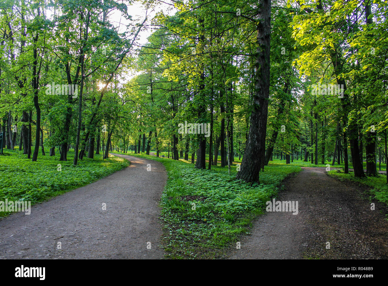 Summer park path. Green trees, stone paths. Walk in the fresh air ...