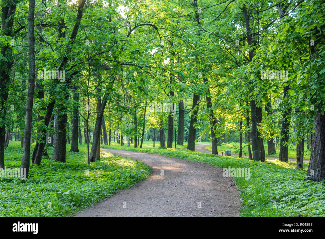 Summer park path. Green trees, stone paths. Walk in the fresh air ...