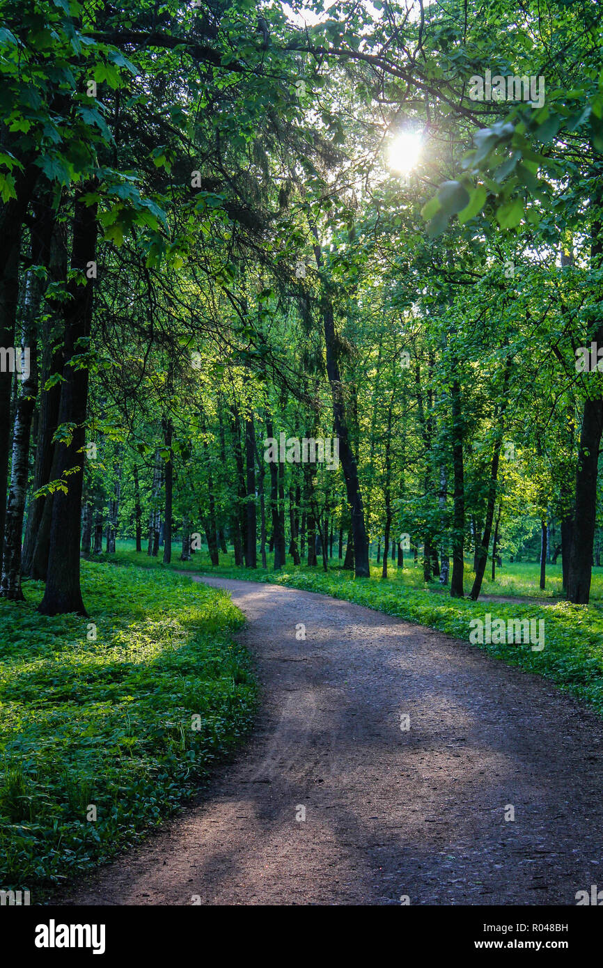Summer park path. Green trees, stone paths. Walk in the fresh air ...