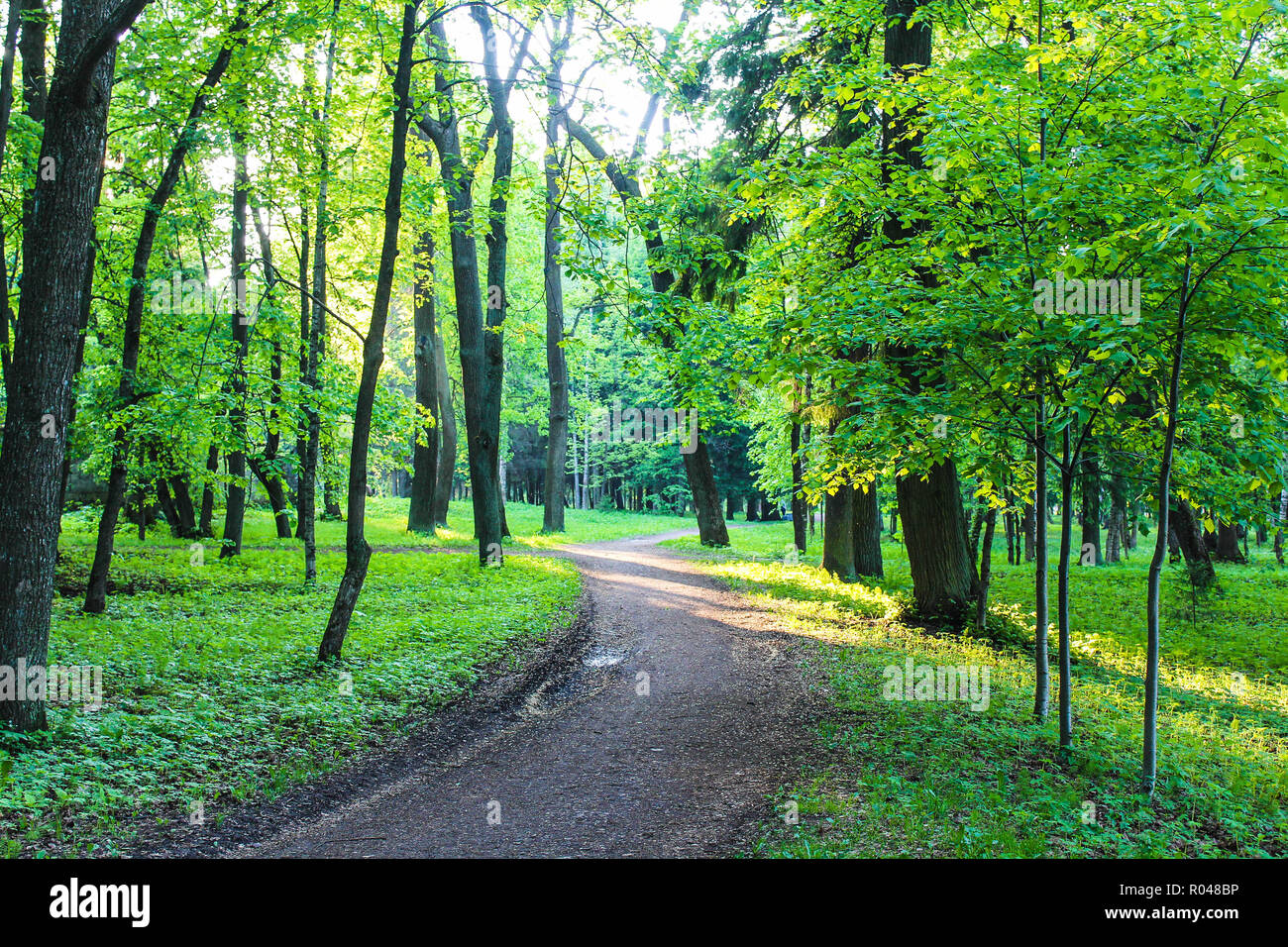 Summer park path. Green trees, stone paths. Walk in the fresh air ...