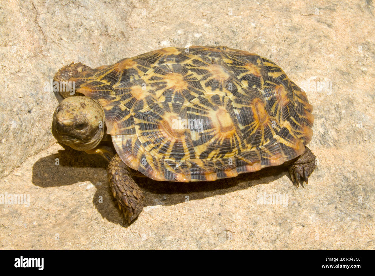 Perhaps the most bizarre of the world's land tortoises the Pancake ...