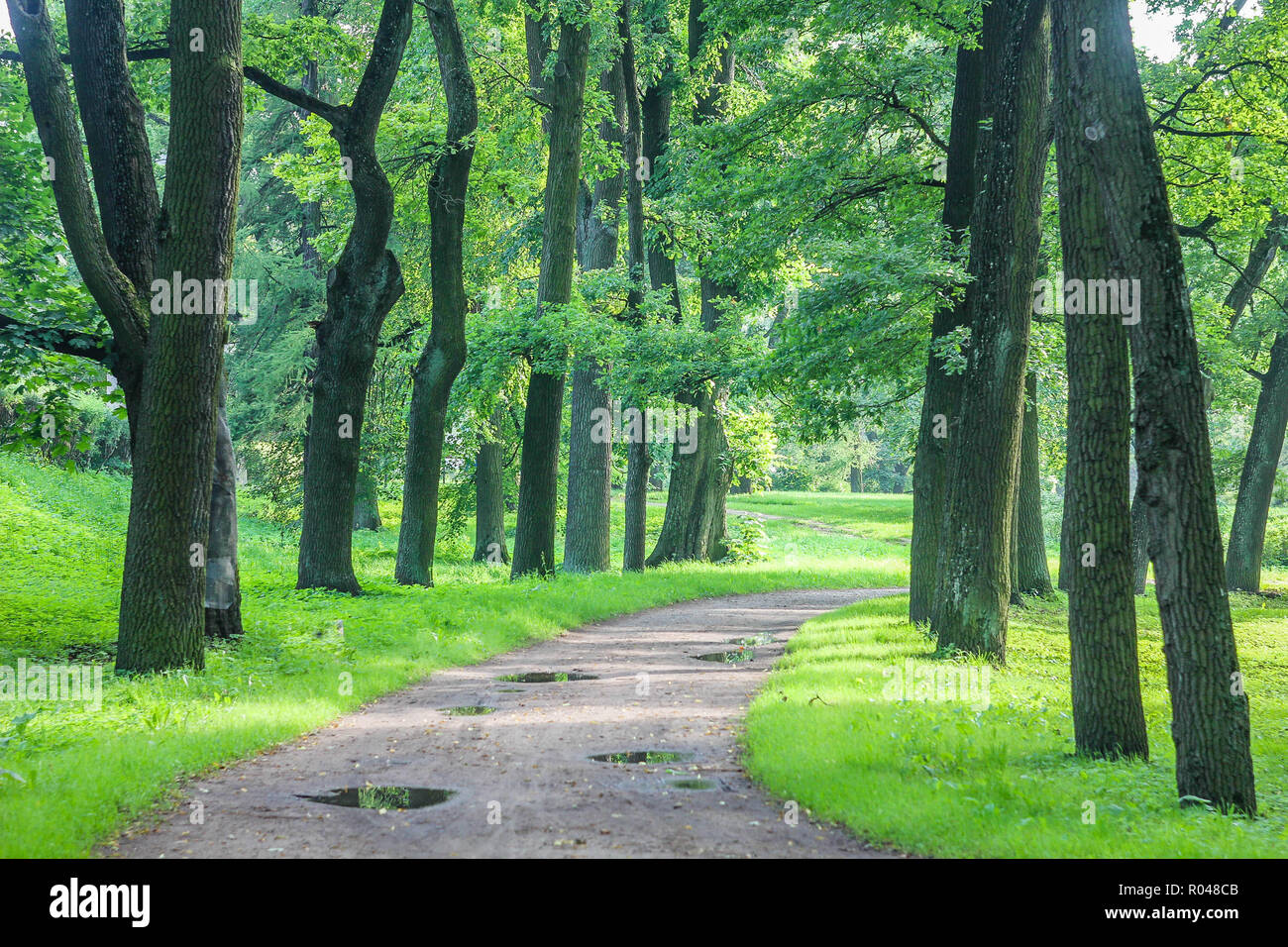 Summer park path. Green trees, stone paths. Walk in the fresh air ...