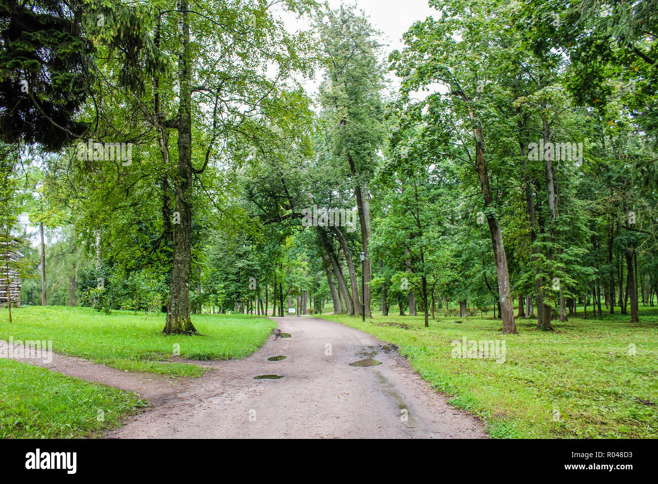 Summer park path. Green trees, stone paths. Walk in the fresh air ...