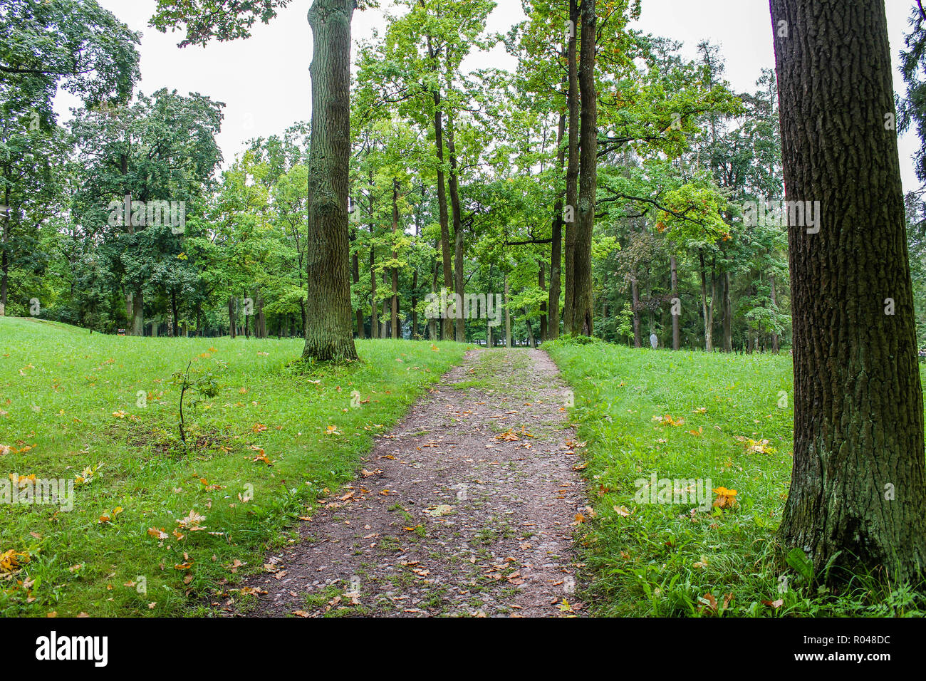 Summer park path. Green trees, stone paths. Walk in the fresh air ...