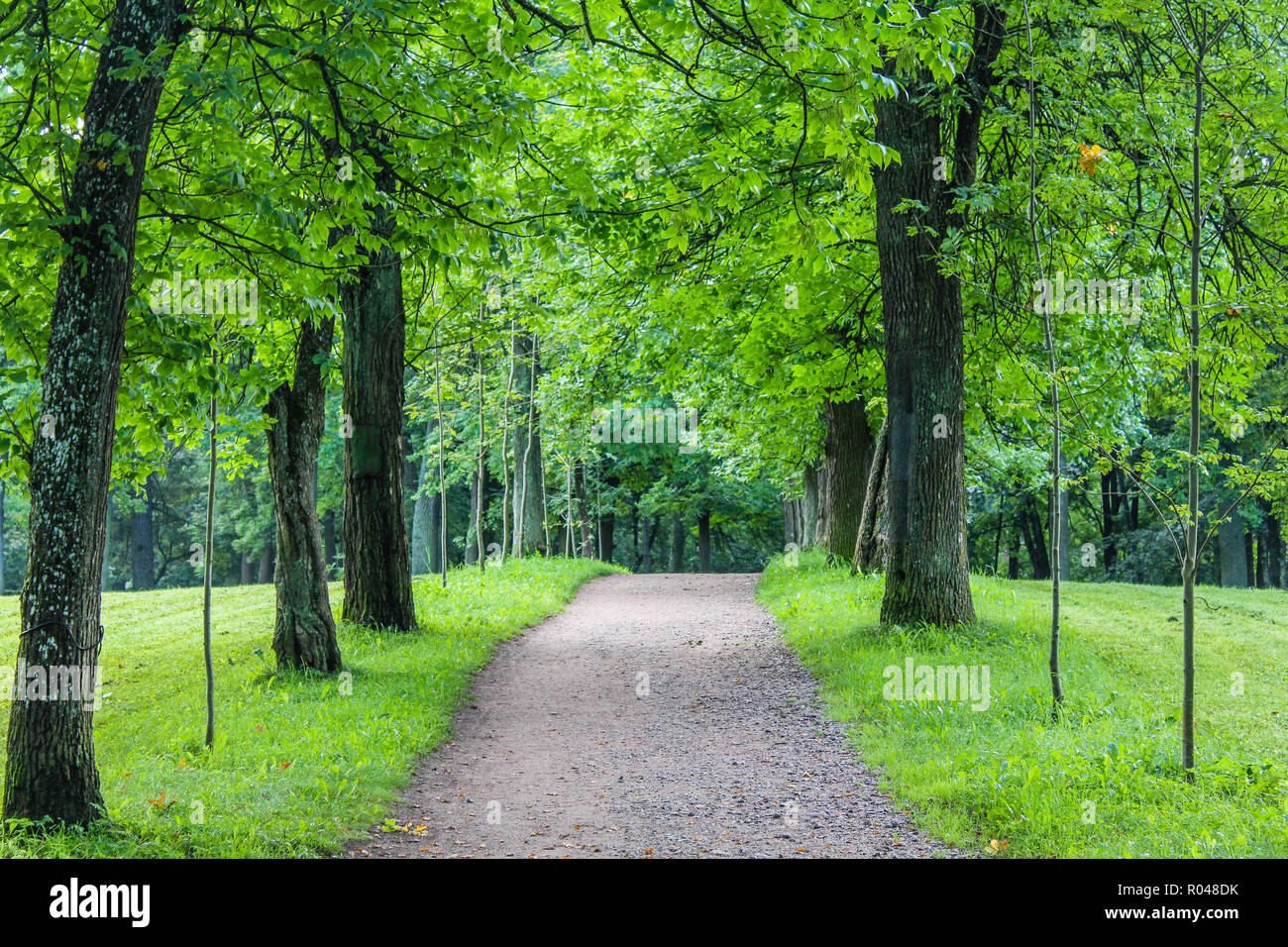 Summer park path. Green trees, stone paths. Walk in the fresh air ...