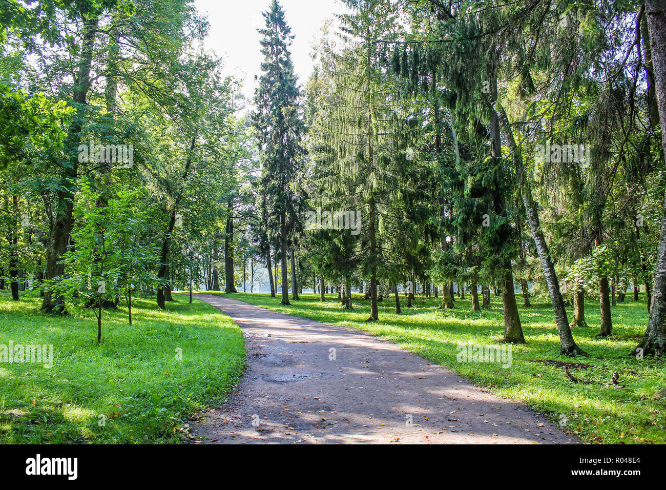 Summer park path. Green trees, stone paths. Walk in the fresh air ...