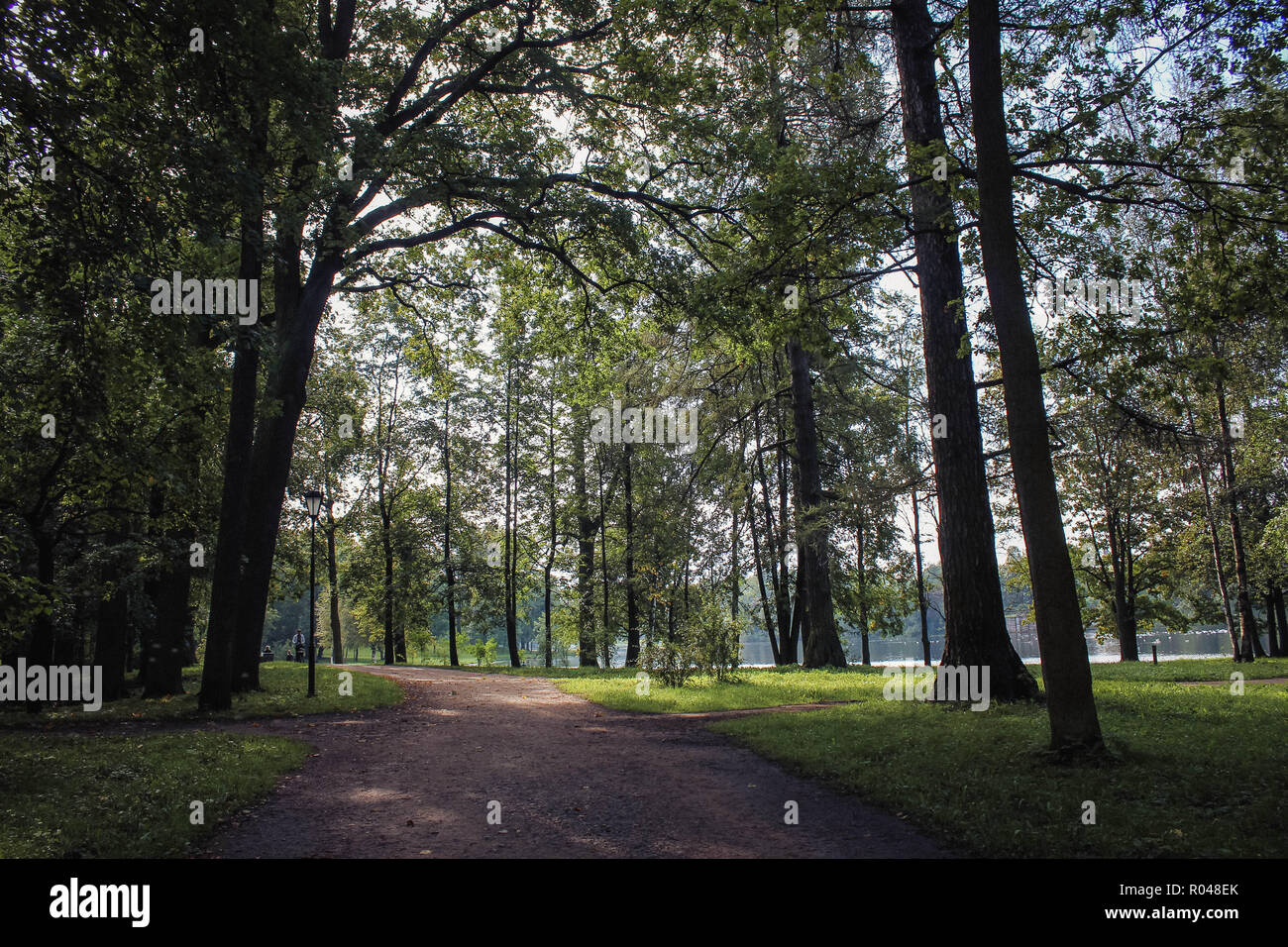 Summer park path. Green trees, stone paths. Walk in the fresh air ...