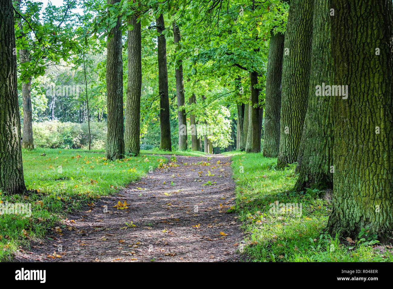 Summer park path. Green trees, stone paths. Walk in the fresh air ...