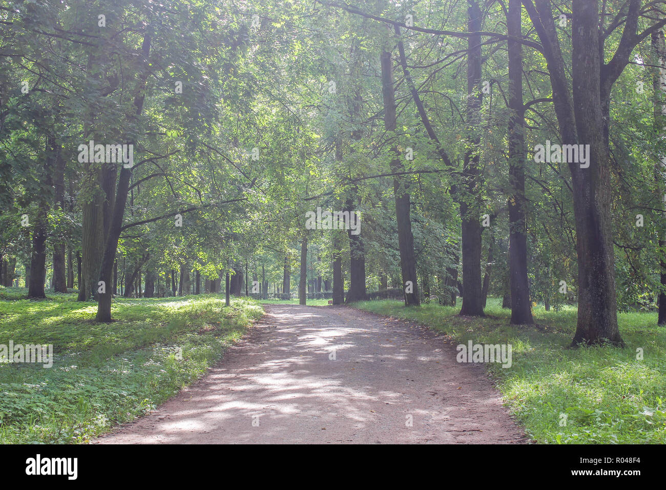 Summer park path. Green trees, stone paths. Walk in the fresh air ...