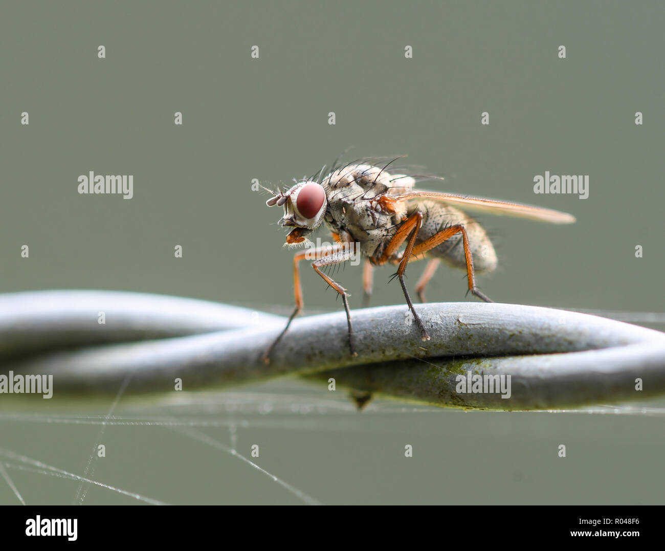 Animales invertebrados hi-res stock photography and images - Alamy