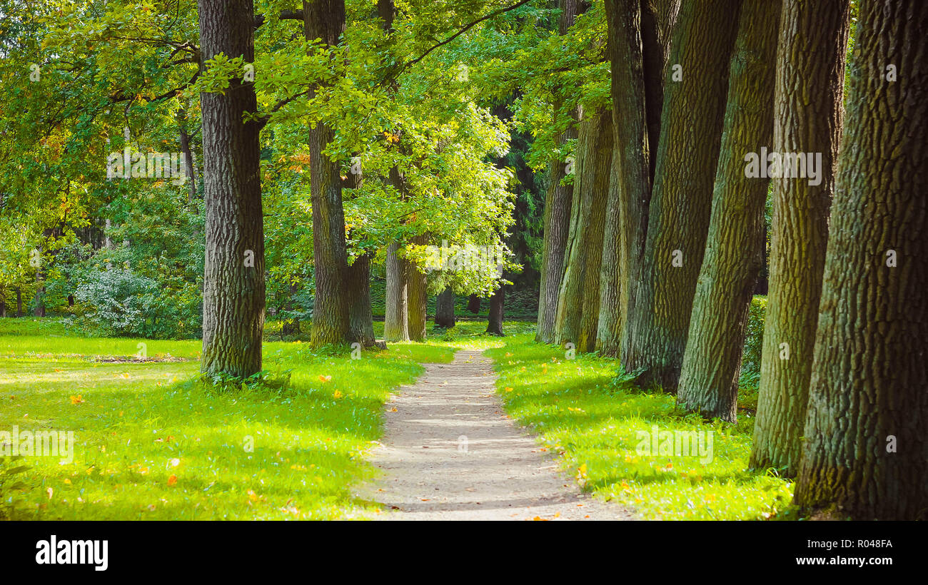 Summer park path. Green trees, stone paths. Walk in the fresh air ...