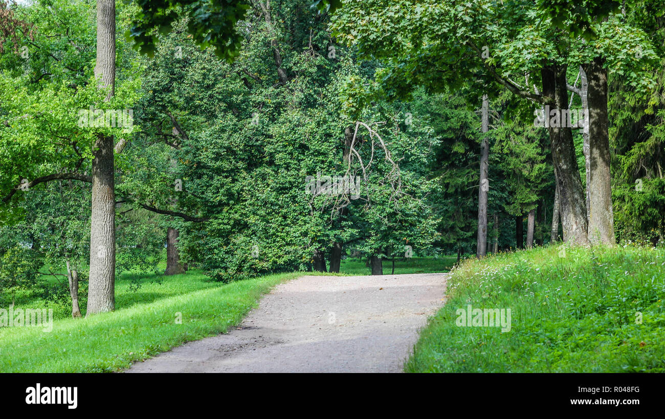 Summer park path. Green trees, stone paths. Walk in the fresh air ...