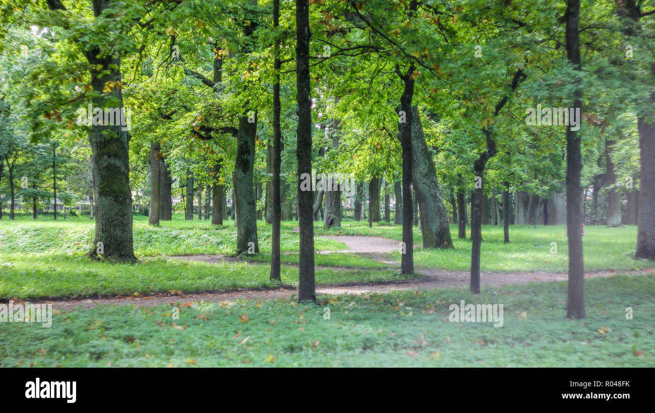 Summer park path. Green trees, stone paths. Walk in the fresh air ...
