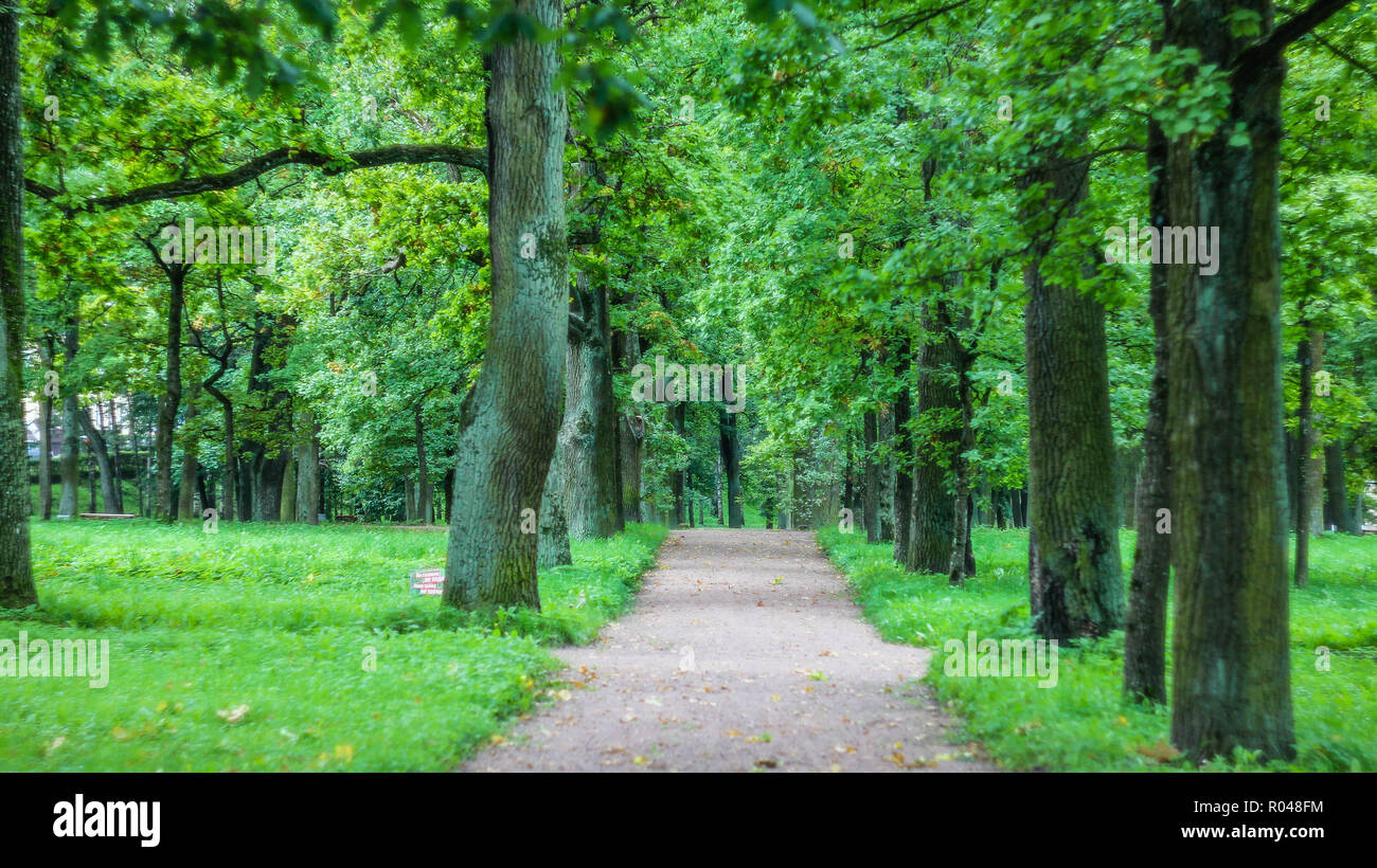 Summer park path. Green trees, stone paths. Walk in the fresh air ...