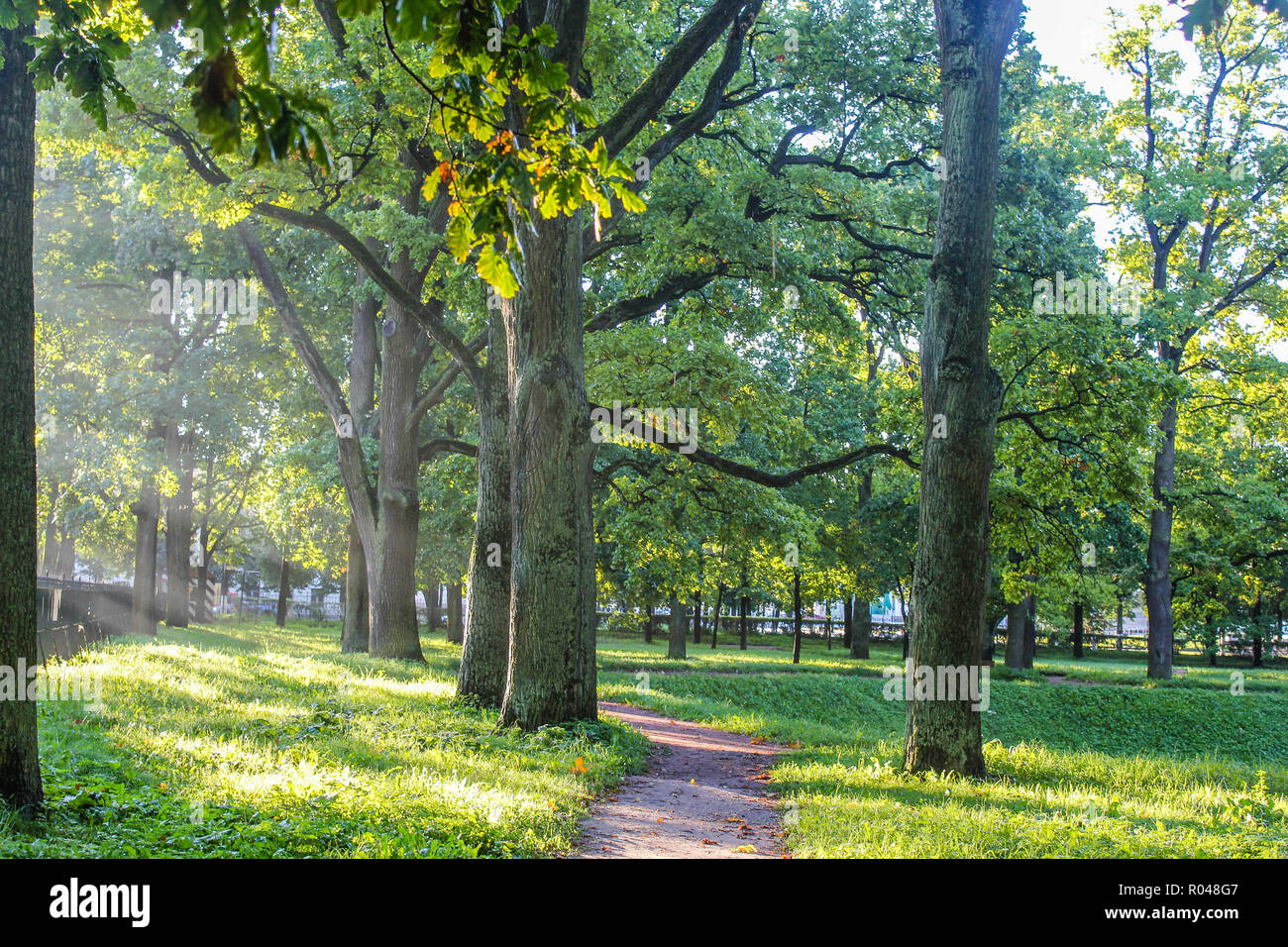 Summer park path. Green trees, stone paths. Walk in the fresh air ...
