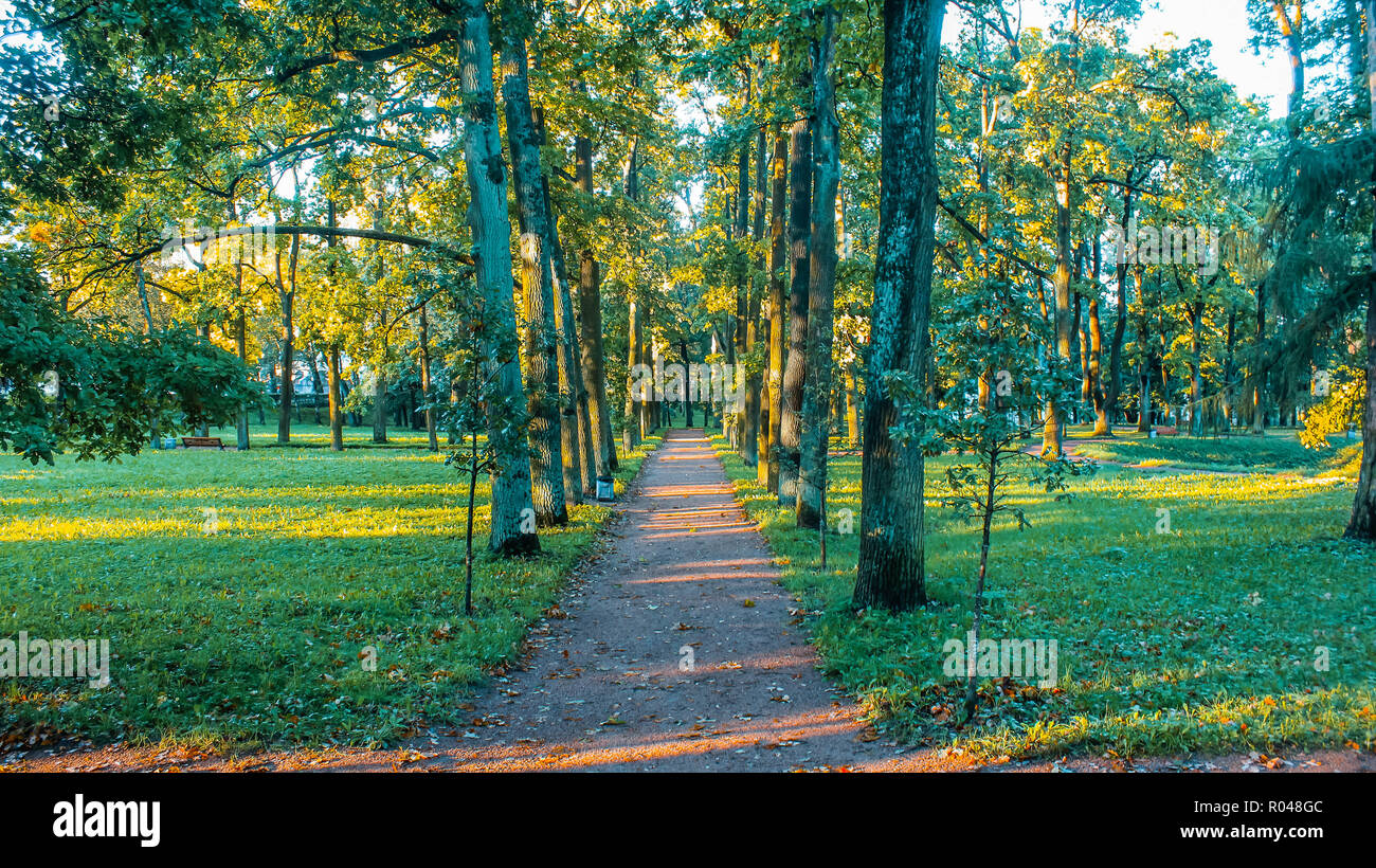 Summer park path. Green trees, stone paths. Walk in the fresh air ...