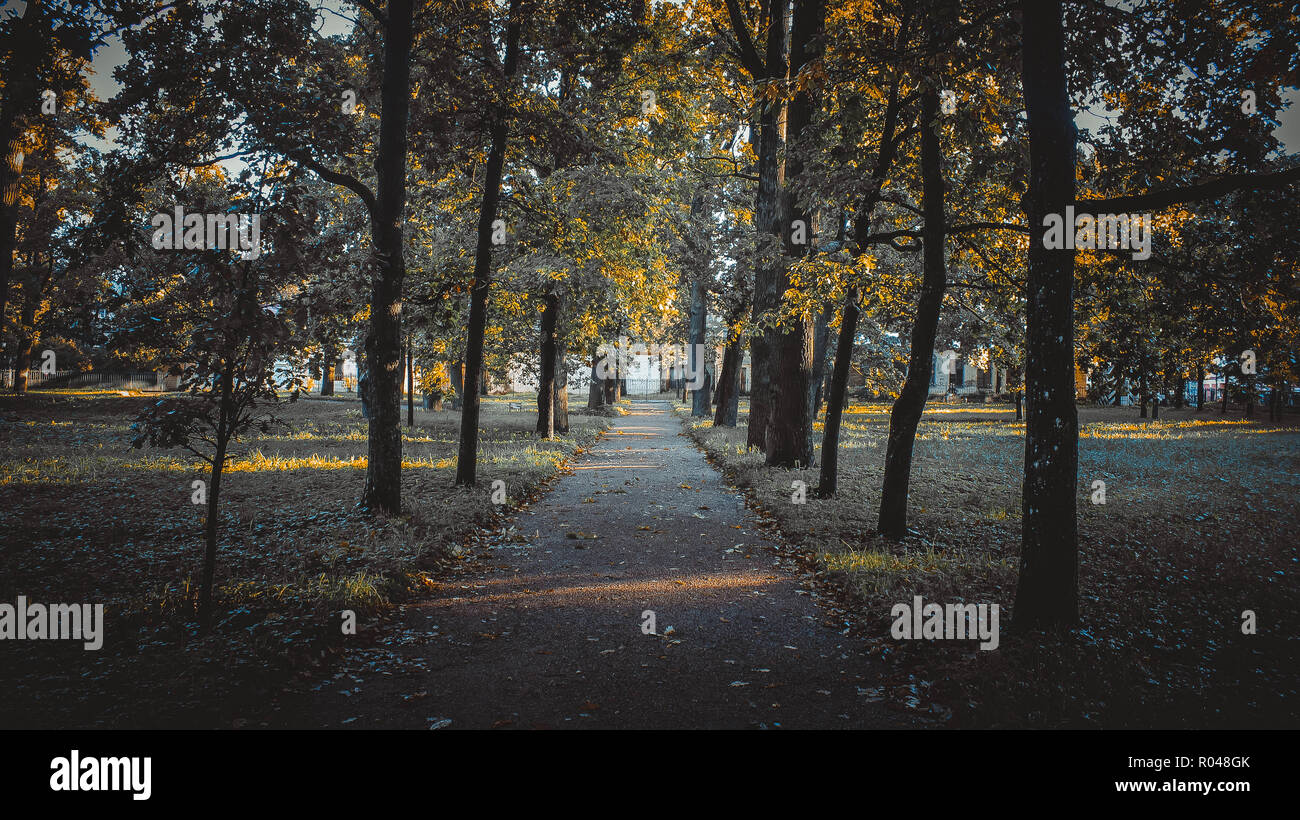 Summer park path. Green trees, stone paths. Walk in the fresh air ...