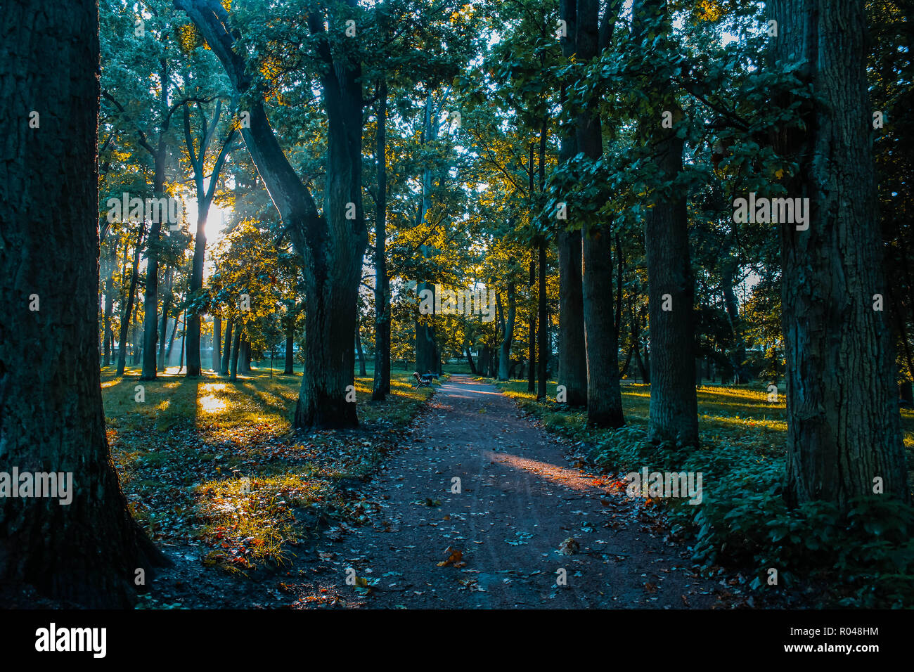 Summer park path. Green trees, stone paths. Walk in the fresh air ...
