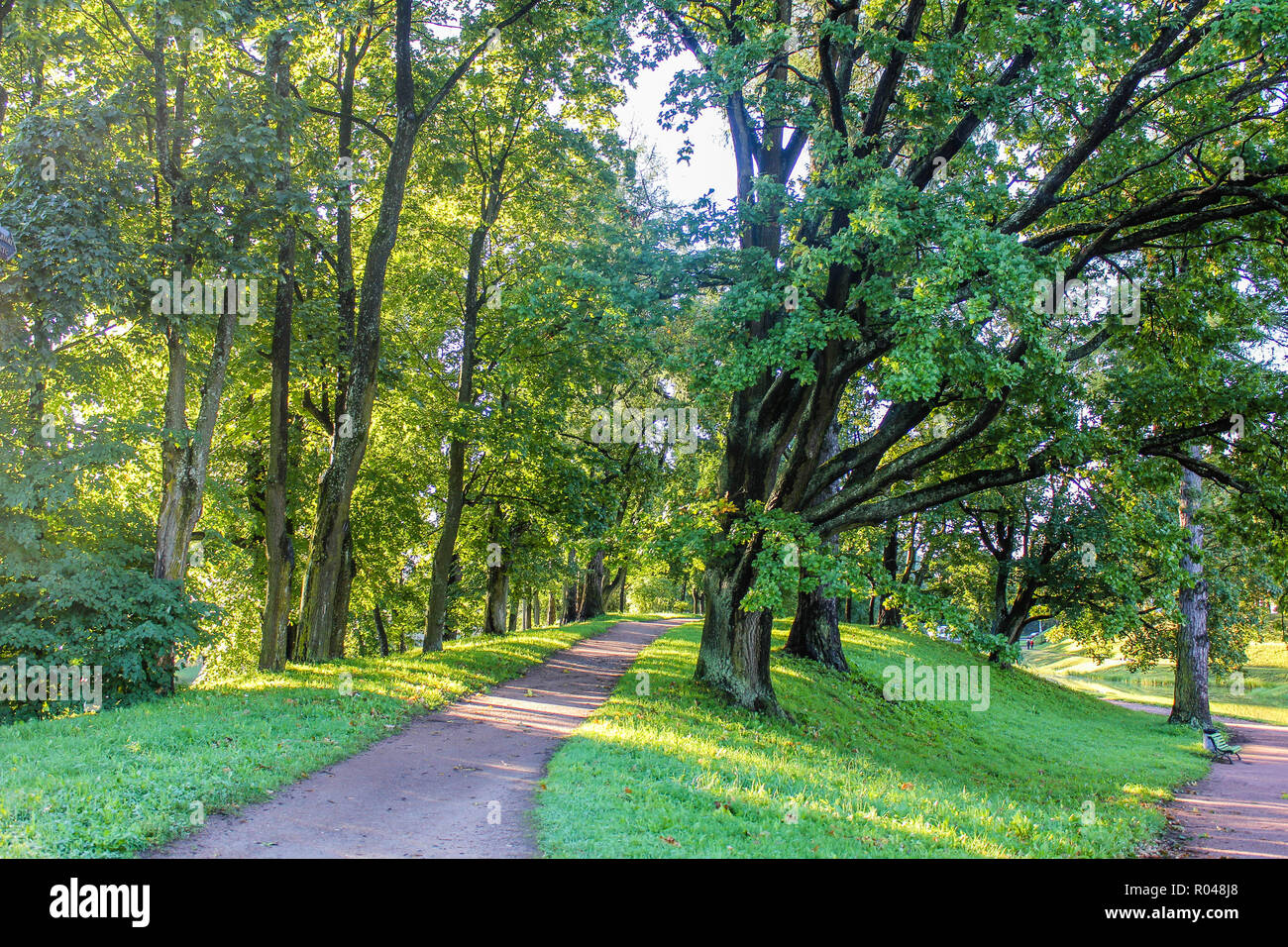 Summer park path. Green trees, stone paths. Walk in the fresh air ...